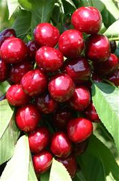 Lala Star Cherry – Edible Landscaping