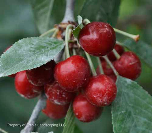 Cherry — Edible Landscaping