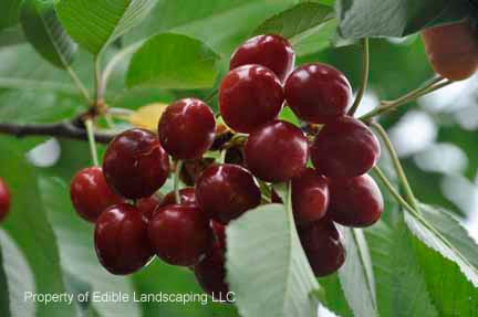 Sam Cherry — Edible Landscaping