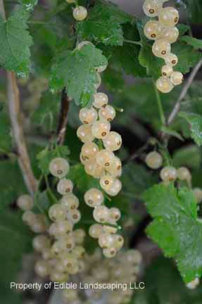 Primus White Currant – Edible Landscaping