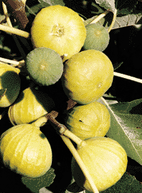 Marseilles Fig — Edible Landscaping