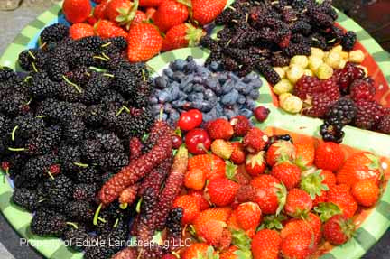 Double Gold Raspberry – Edible Landscaping