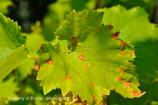 Delicious Muscadine Grape — Edible Landscaping