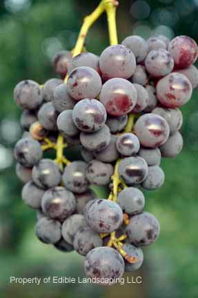 Mars Seedless Grape — Edible Landscaping