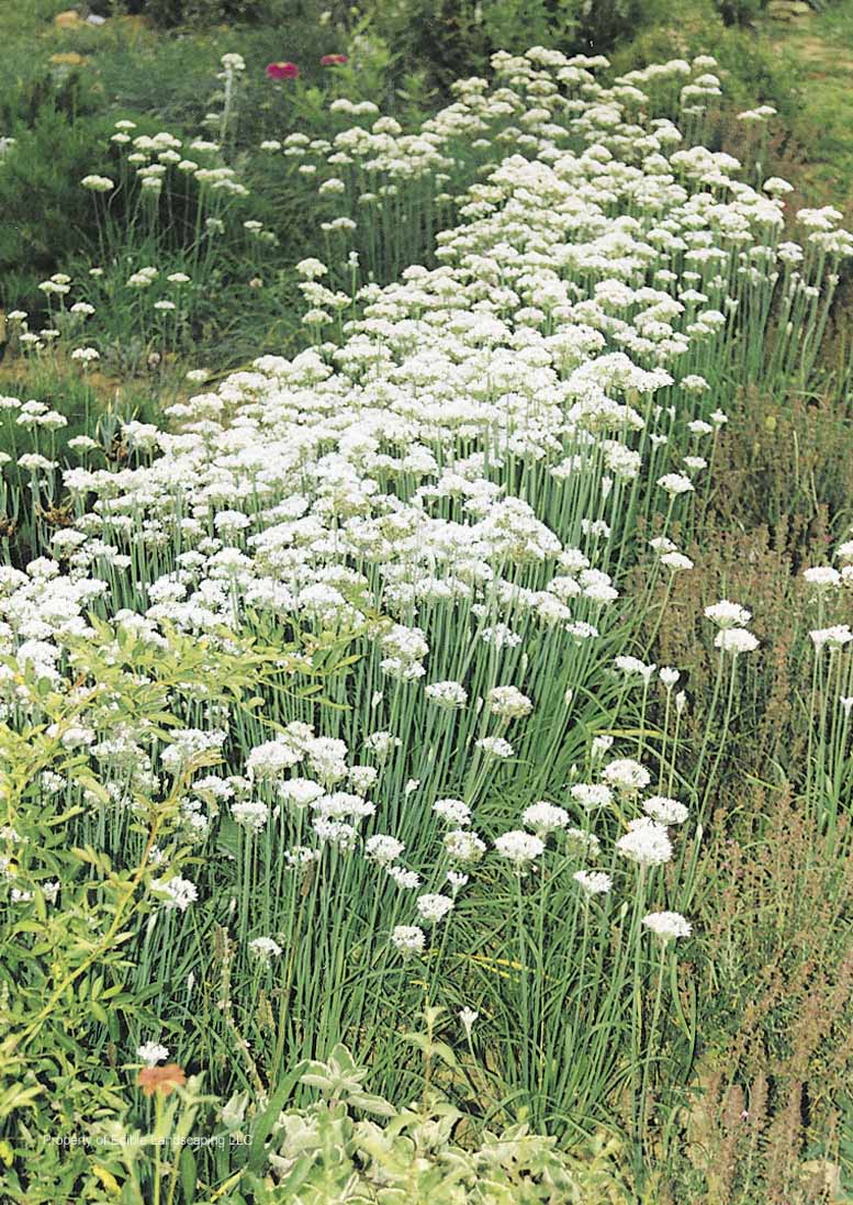 Garlic Chives — Edible Landscaping
