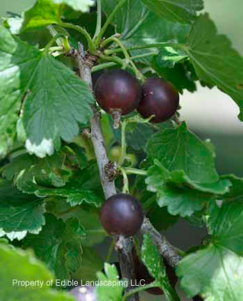 Josta Berry Black aka Jostaberry — Edible Landscaping