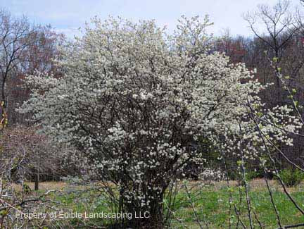 Jennybelle Juneberry – Edible Landscaping