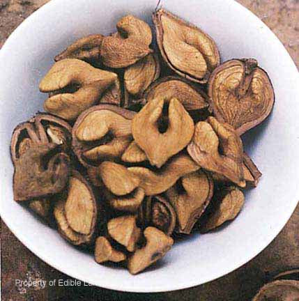 Heartnut Walnut aka Japanese Walnut – Edible Landscaping