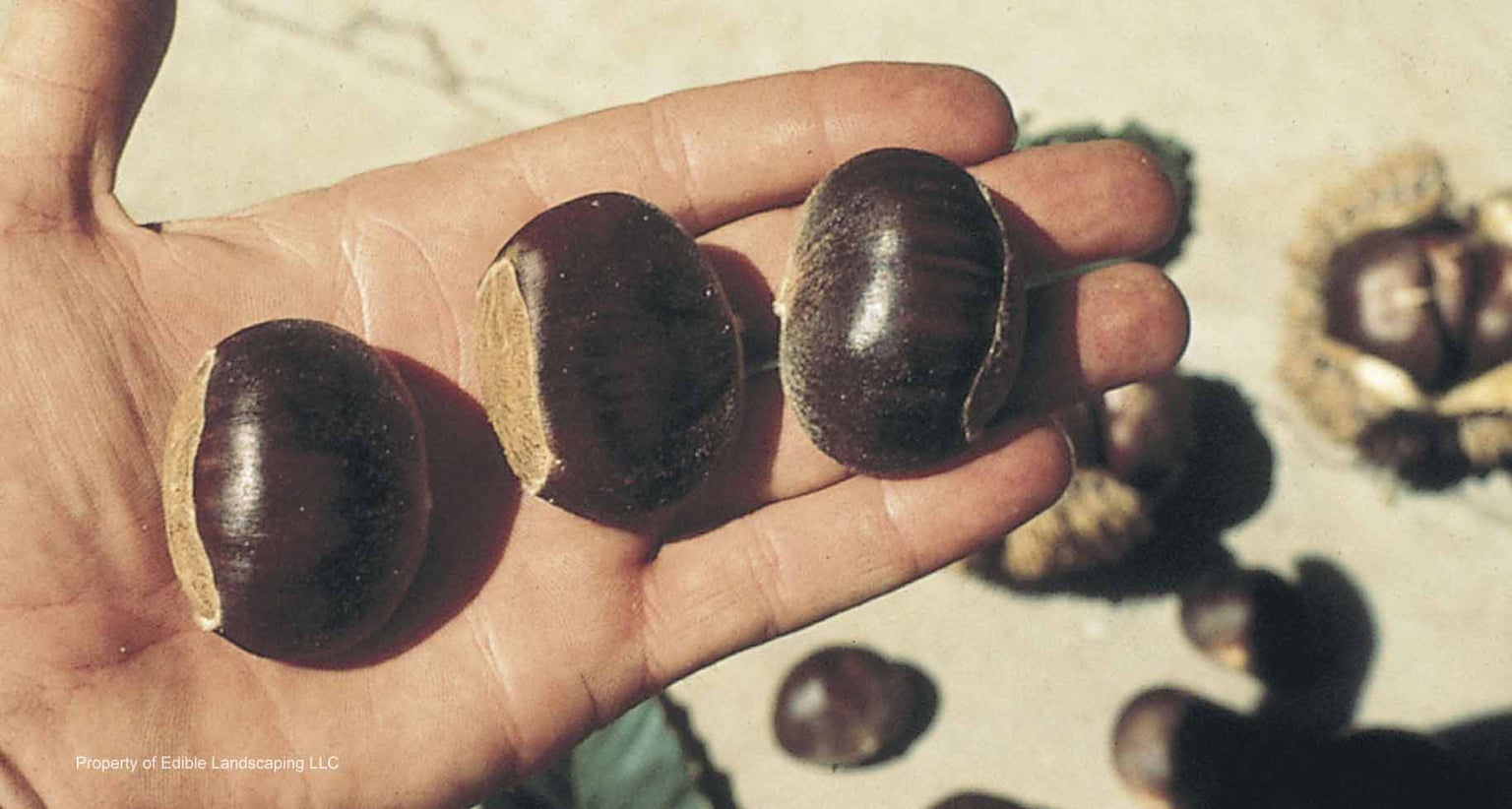 Chestnut — Edible Landscaping