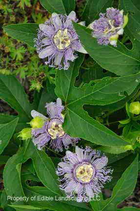 Passion Flower aka Maypop — Edible Landscaping