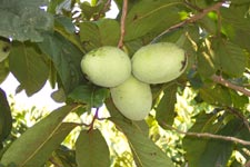 Wabash Pawpaw® — Edible Landscaping