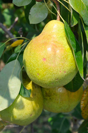 Shenandoah Pear — Edible Landscaping