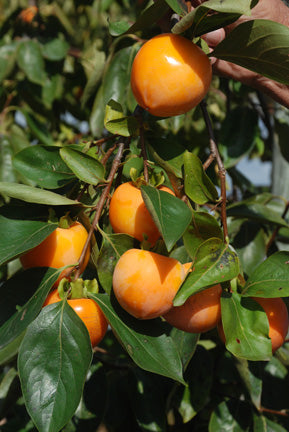 Smith's Best Persimmon – Edible Landscaping
