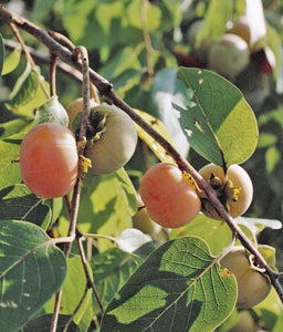 Prok Persimmon — Edible Landscaping
