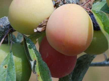 Bruce Plum – Edible Landscaping