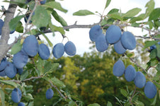 President Plum — Edible Landscaping