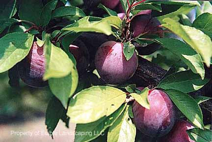 Methley Plum — Edible Landscaping