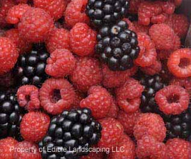 English Thornless Raspberry — Edible Landscaping