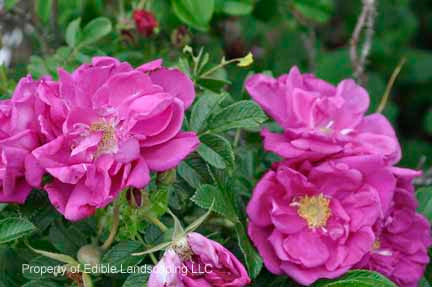 Purple Pavement Rose – Edible Landscaping