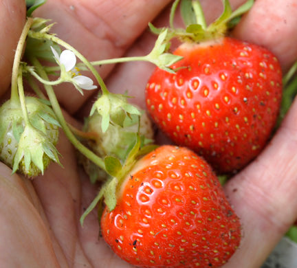 Tristar Strawberry – Edible Landscaping
